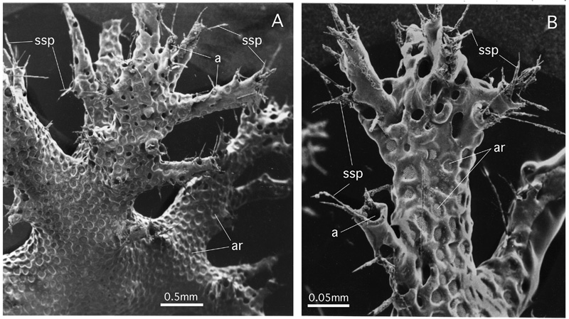 Figure 11: Arborescent shell ornamented by areoli: Homotrema rubra ...