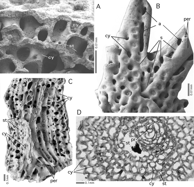 Figure 25: Calyces in arborescent Miniacina miniacea ( Pallas ) from ...