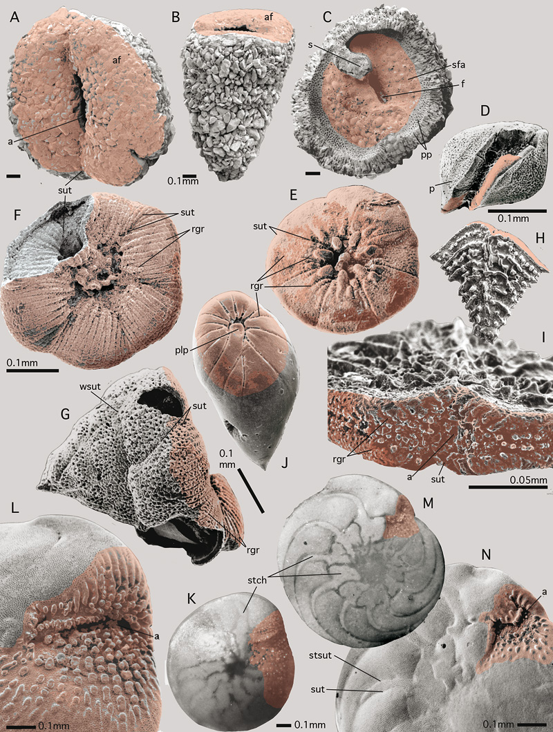 Figure 48: Faces (coloured red) in biserial and spiral forms. SEM ...