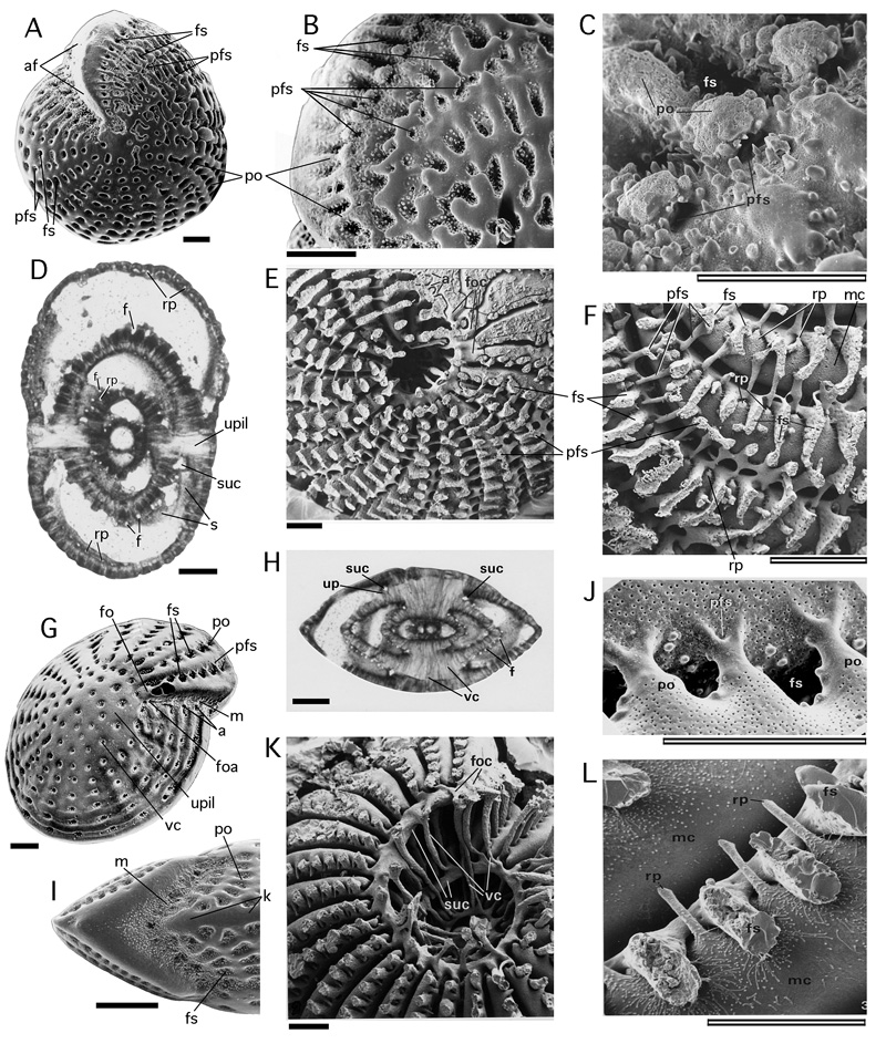 Figure 54: Fossette, parafossette, ponticulus and retral process in ...