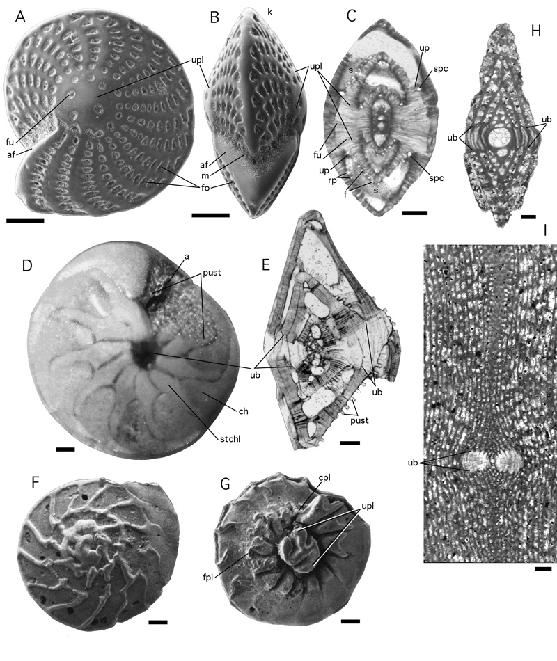 Figure 77: Umbos and umbilical plugs.