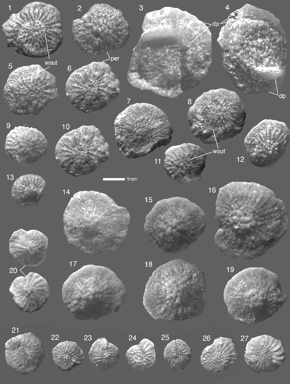 The Paleocene and earliest Eocene foraminiferal Family Miscellaneidae ...