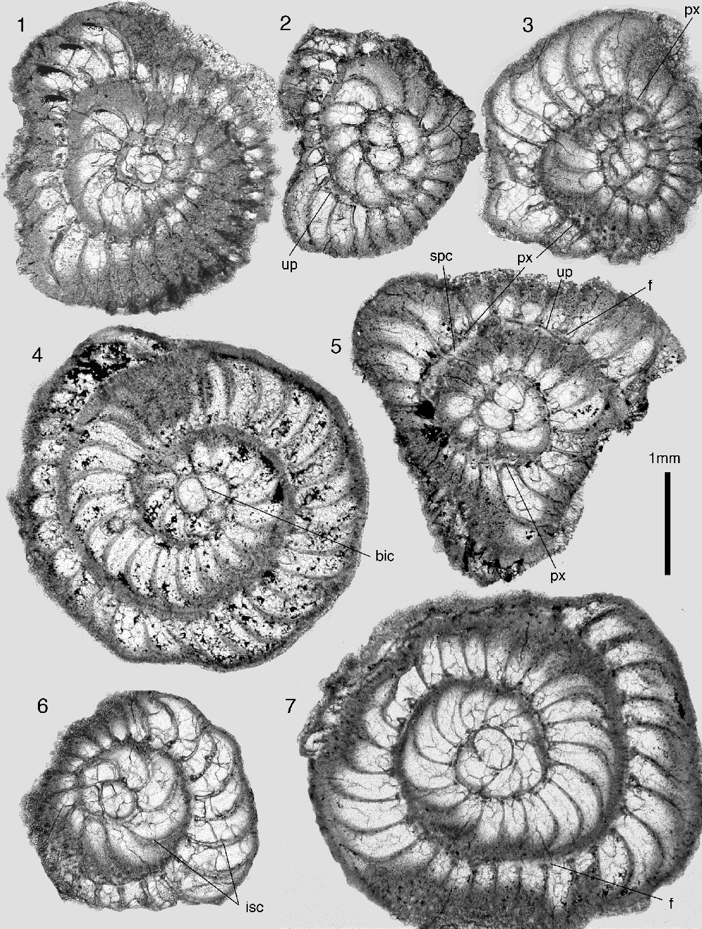 The Paleocene and earliest Eocene foraminiferal Family Miscellaneidae ...