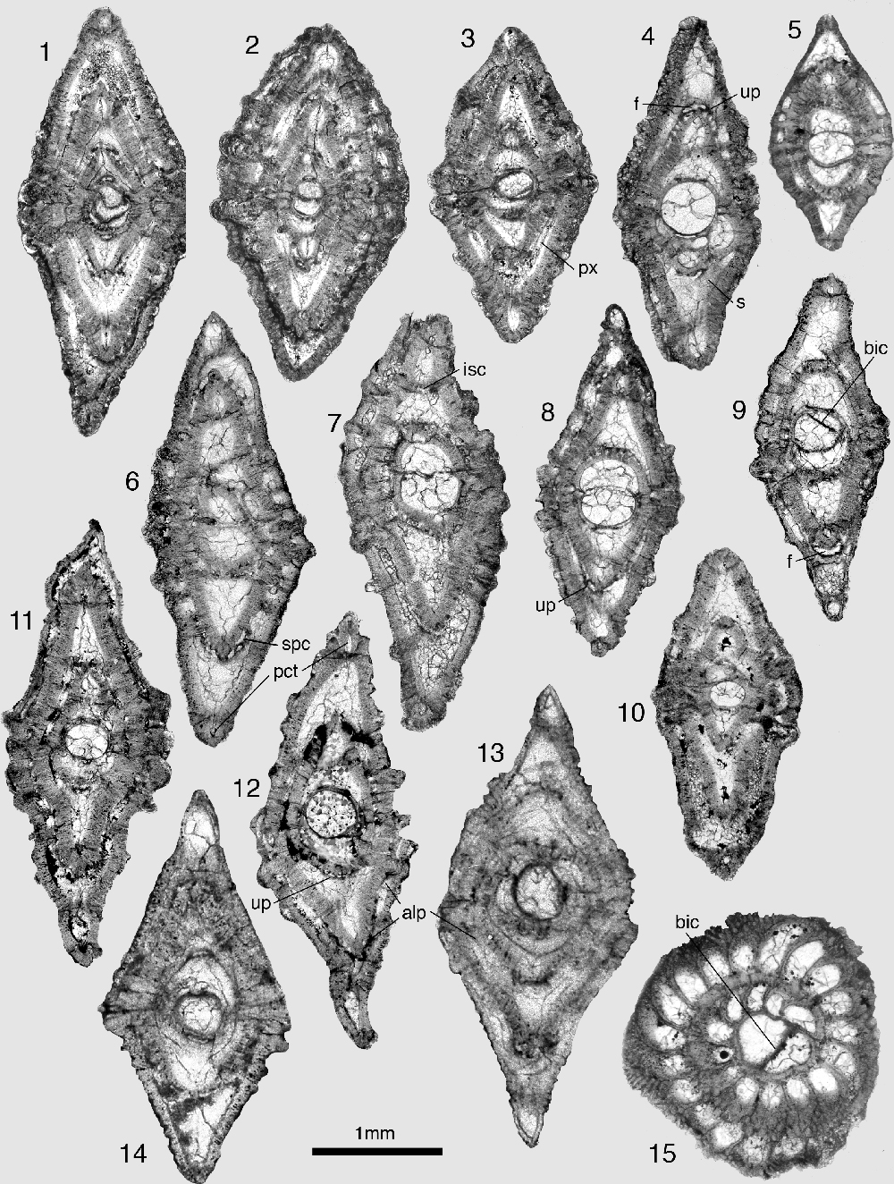 The Paleocene and earliest Eocene foraminiferal Family Miscellaneidae ...