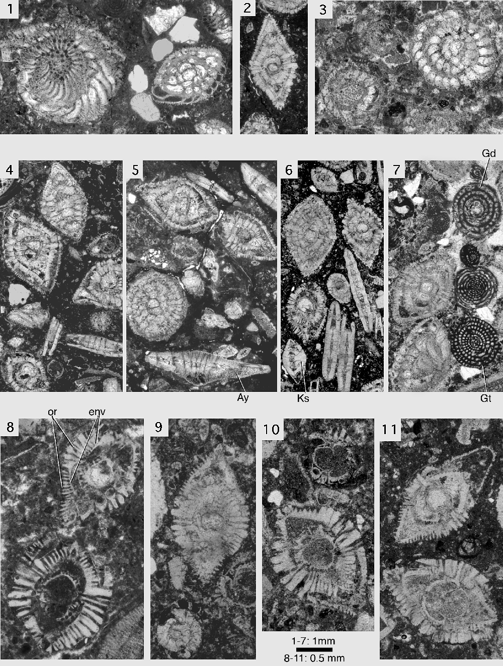 The Paleocene and earliest Eocene foraminiferal Family Miscellaneidae ...