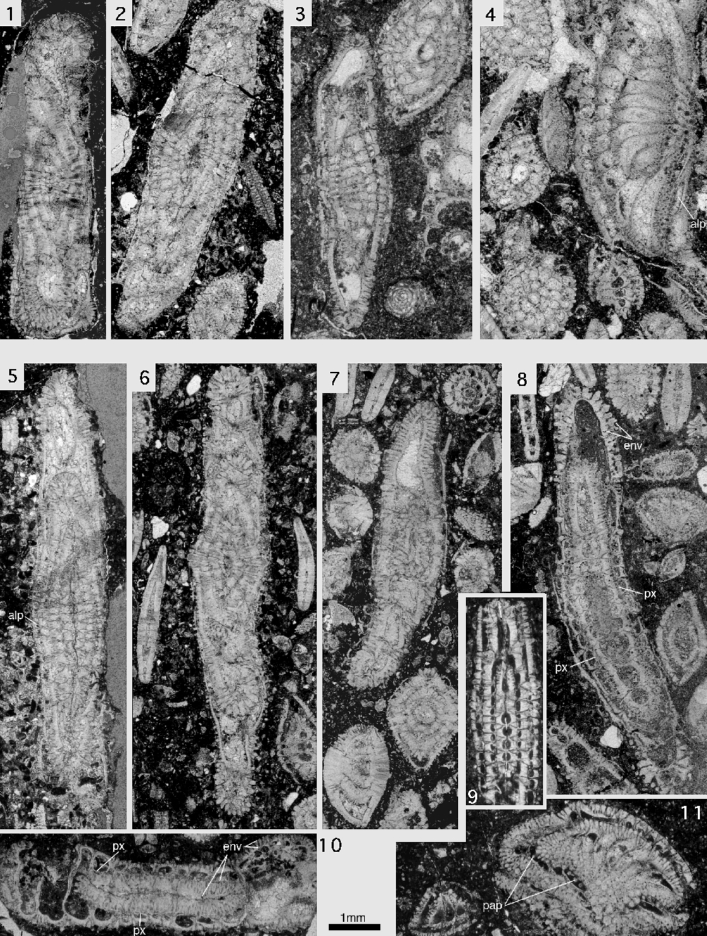 The Paleocene and earliest Eocene foraminiferal Family Miscellaneidae ...