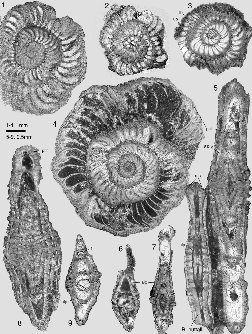 The Paleocene and earliest Eocene foraminiferal Family Miscellaneidae ...