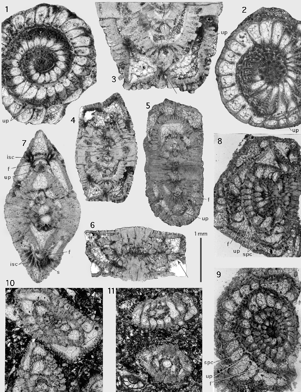 The Paleocene and earliest Eocene foraminiferal Family Miscellaneidae ...