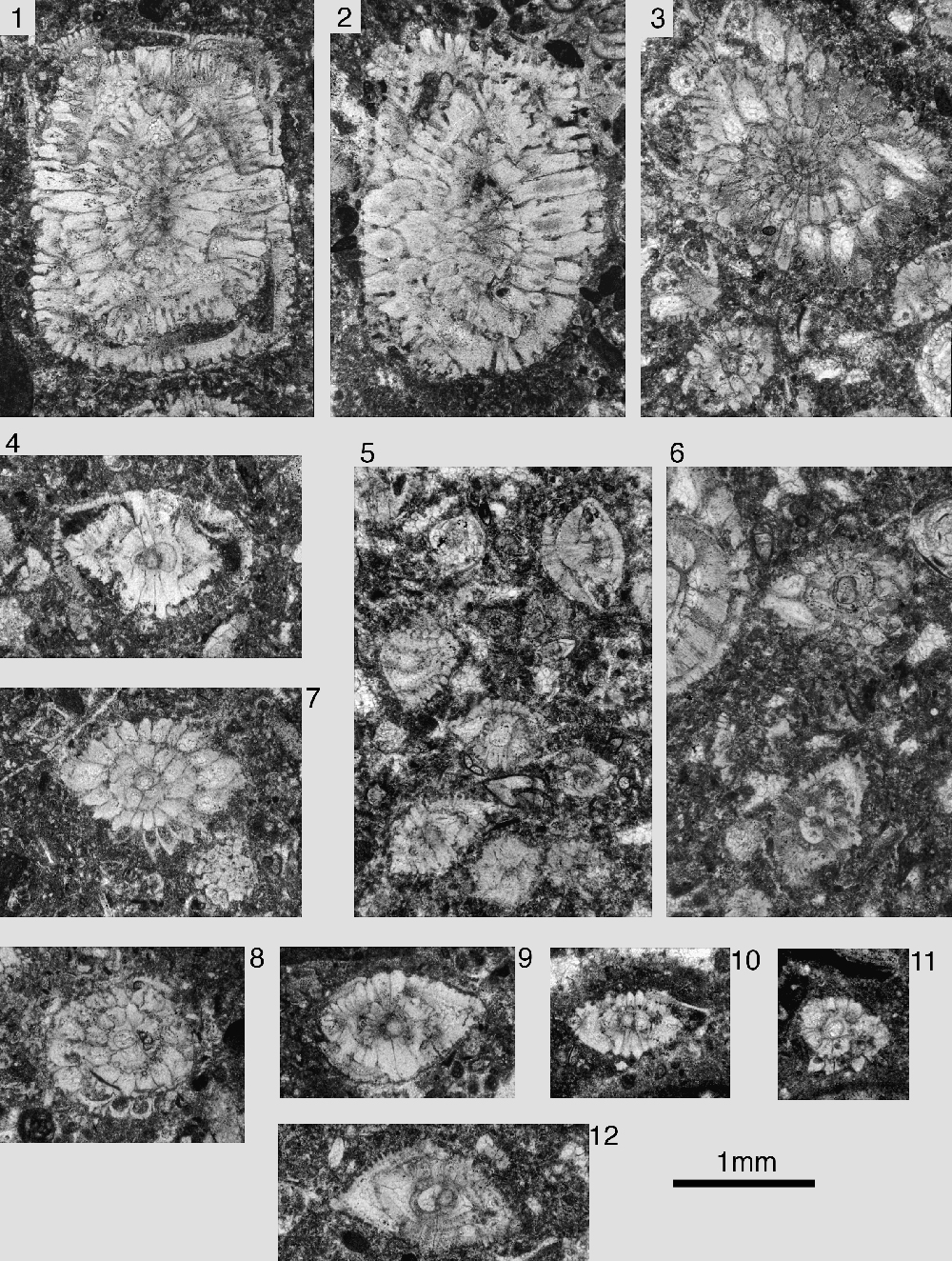 The Paleocene and earliest Eocene foraminiferal Family Miscellaneidae ...