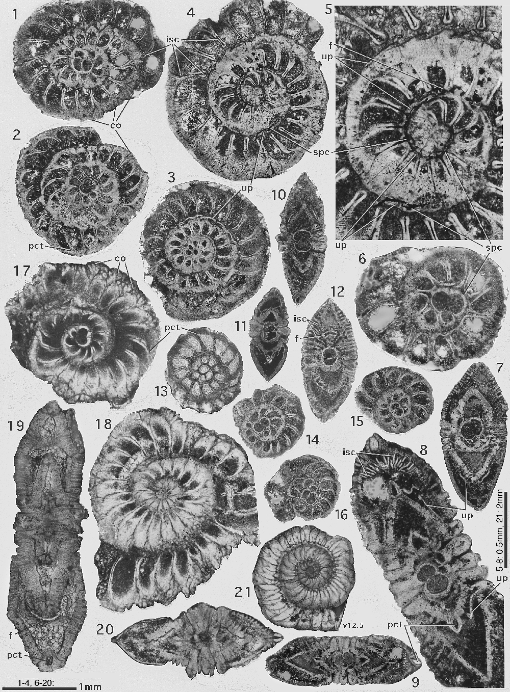 The Paleocene and earliest Eocene foraminiferal Family Miscellaneidae ...