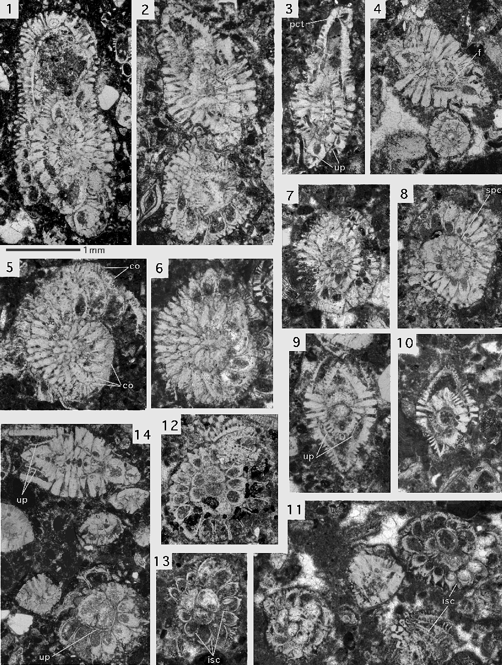 The Paleocene and earliest Eocene foraminiferal Family Miscellaneidae ...
