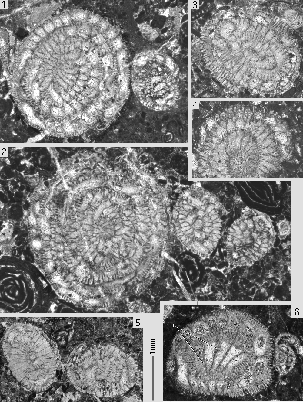 The Paleocene and earliest Eocene foraminiferal Family Miscellaneidae ...