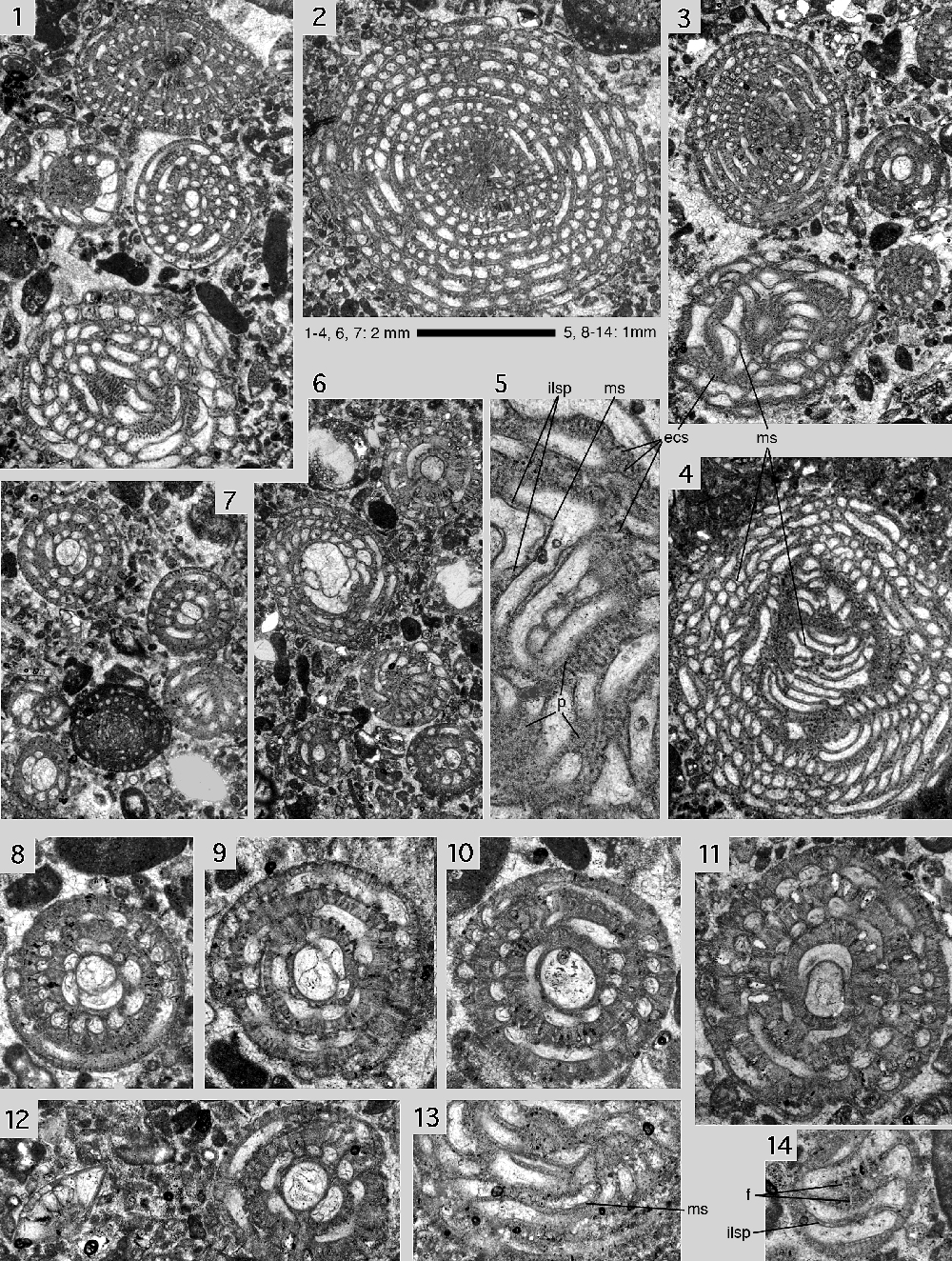The Paleocene and earliest Eocene foraminiferal Family Miscellaneidae ...