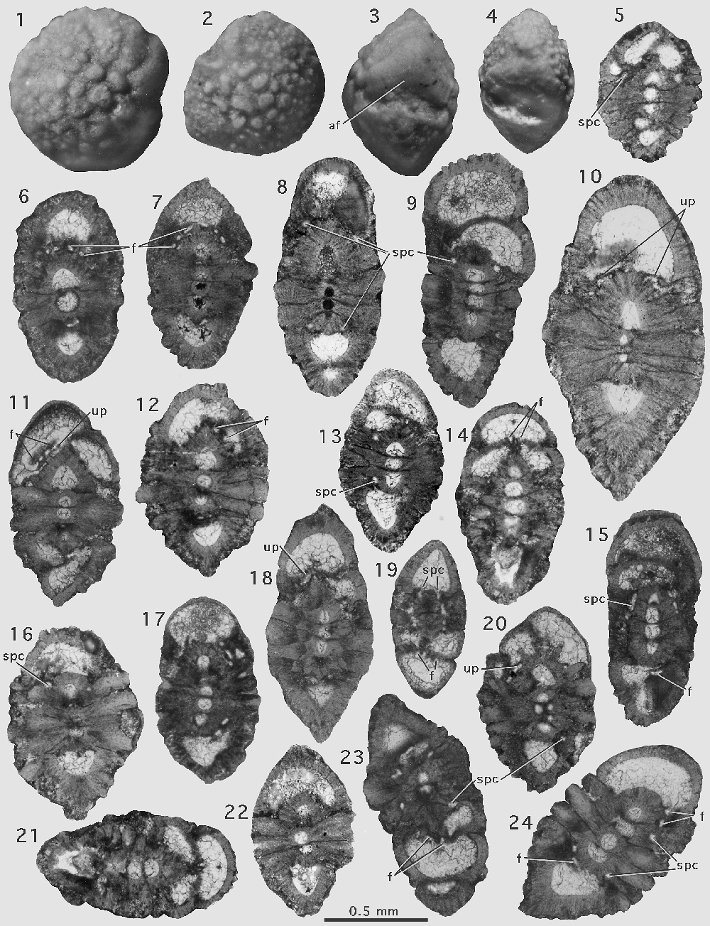 The Paleocene and earliest Eocene foraminiferal Family Miscellaneidae ...