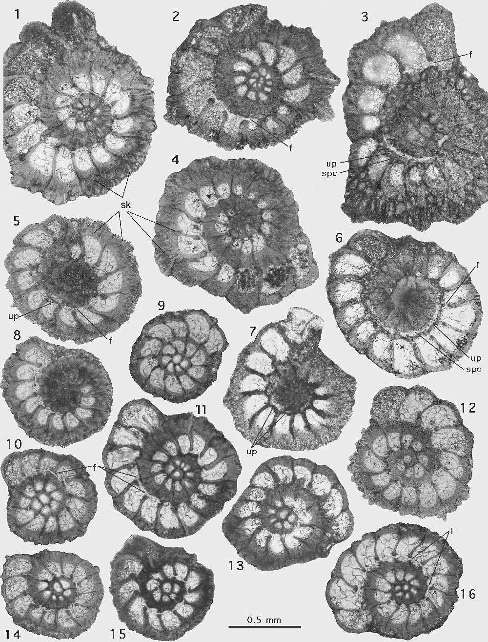 The Paleocene and earliest Eocene foraminiferal Family Miscellaneidae ...