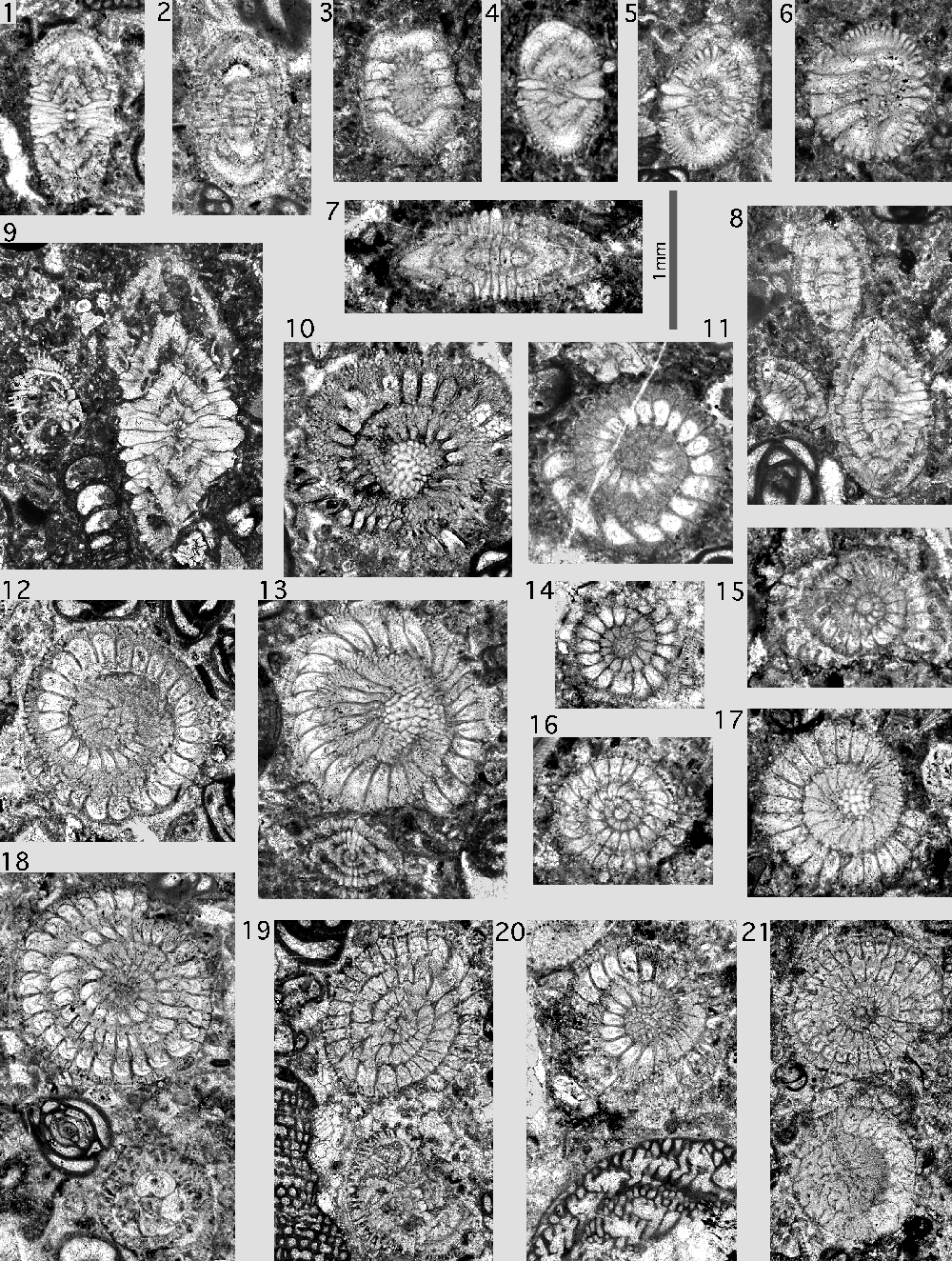 The Paleocene and earliest Eocene foraminiferal Family Miscellaneidae ...