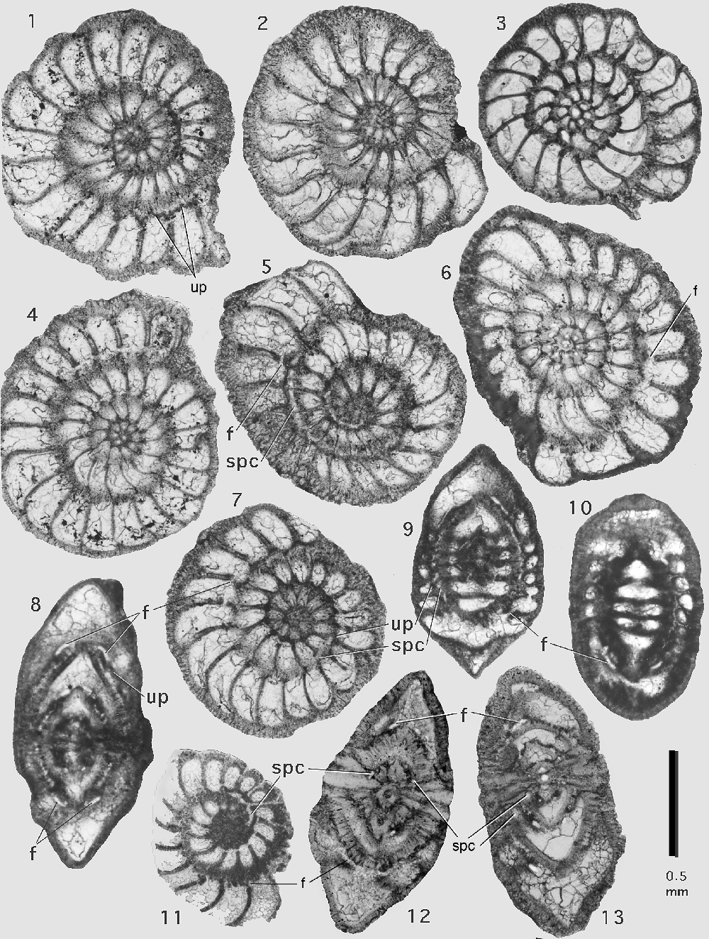 The Paleocene and earliest Eocene foraminiferal Family Miscellaneidae ...