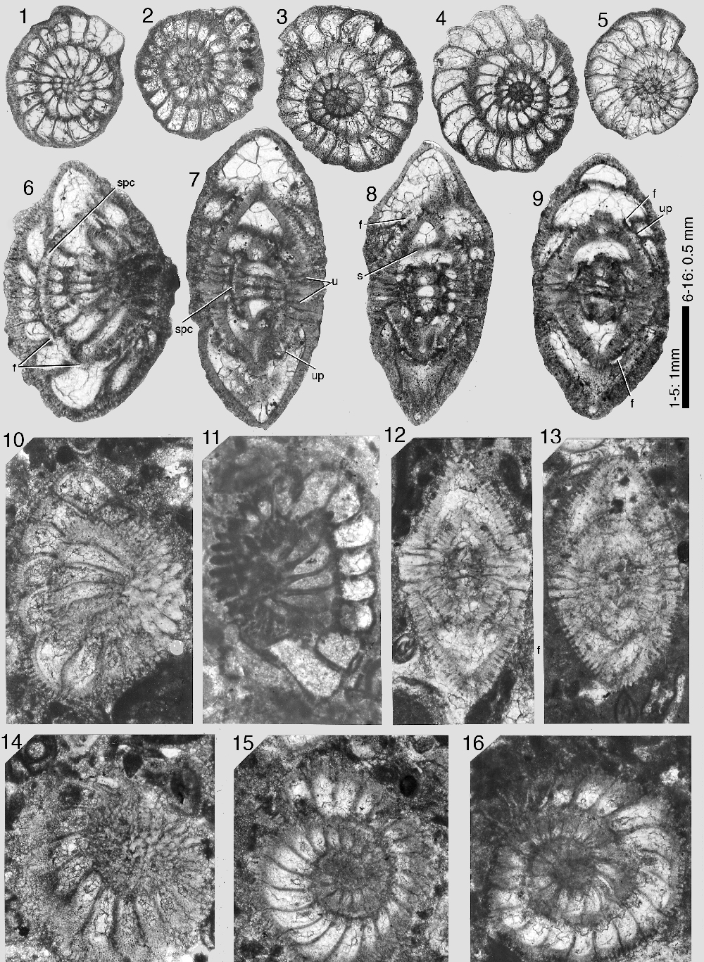The Paleocene and earliest Eocene foraminiferal Family Miscellaneidae ...