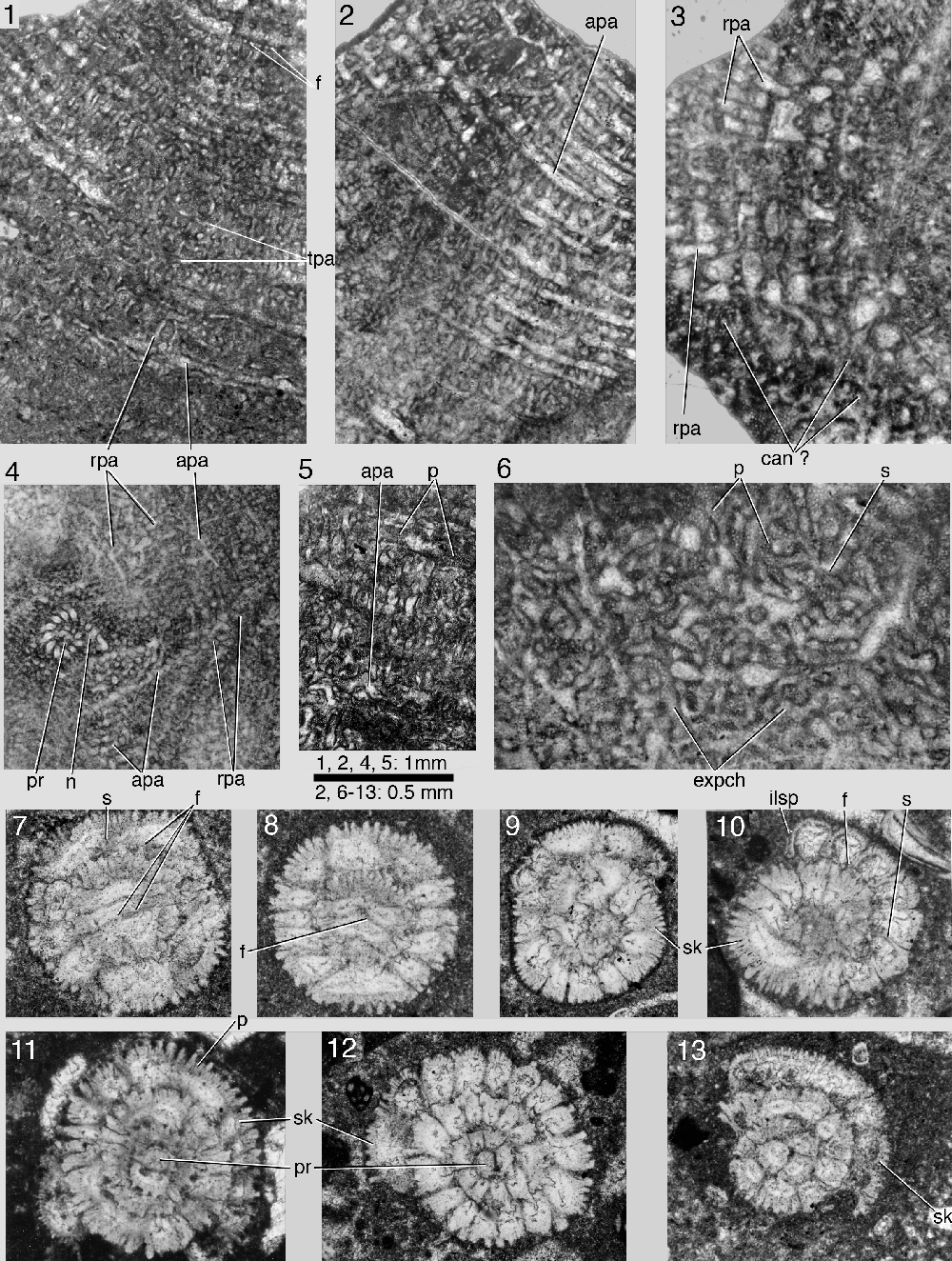 The Paleocene and earliest Eocene foraminiferal Family Miscellaneidae ...
