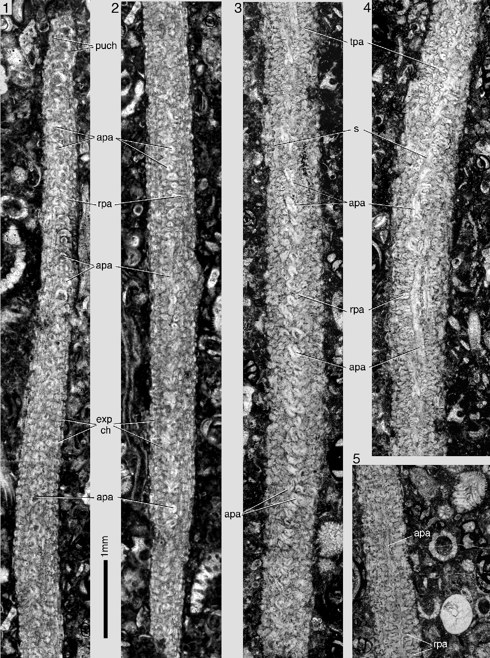 The Paleocene and earliest Eocene foraminiferal Family Miscellaneidae ...